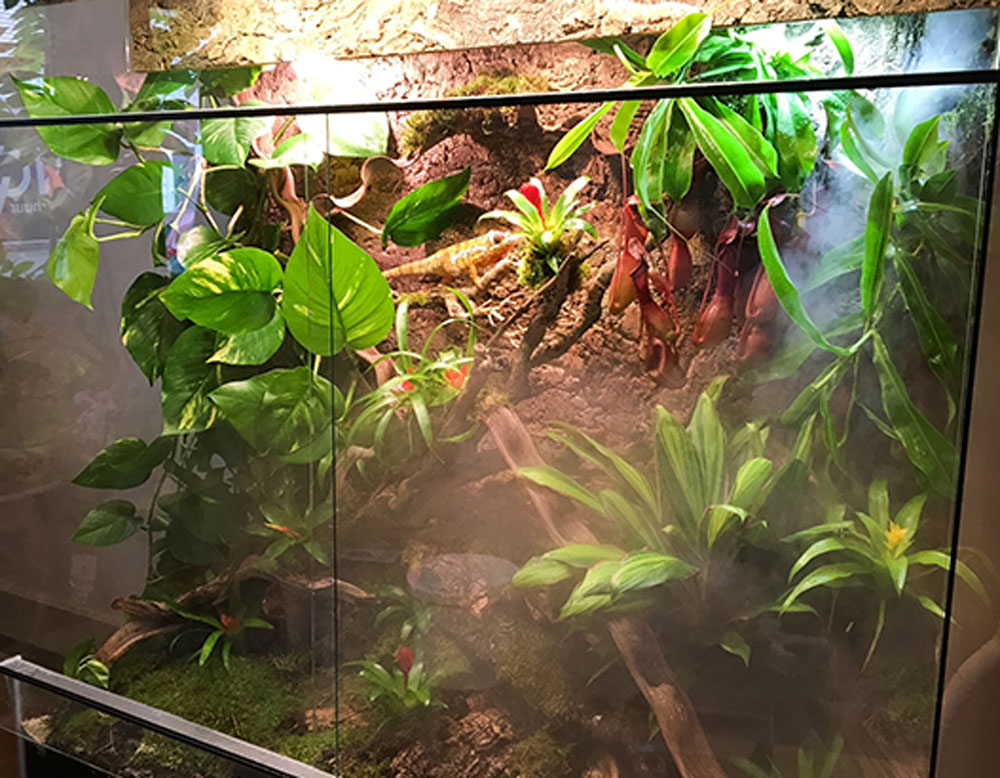 Producten - Kameleon - Terrariumspeciaalzaak